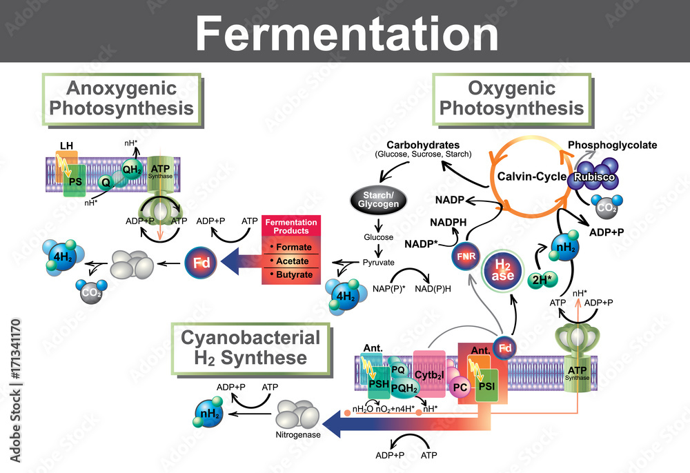 Fermentation is a metabolic process that converts sugar to acids, gases ...