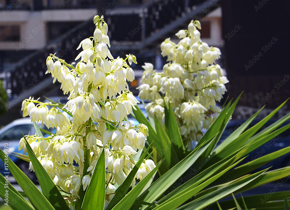 Blooming Yucca Plants