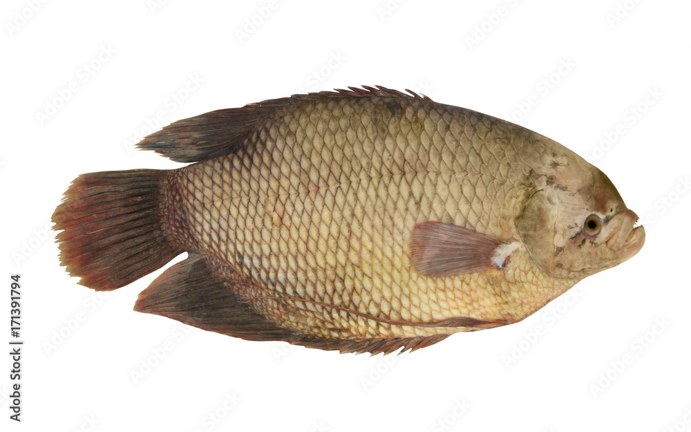 Giant gourami fish or elephant ear fish isolated on white background ...