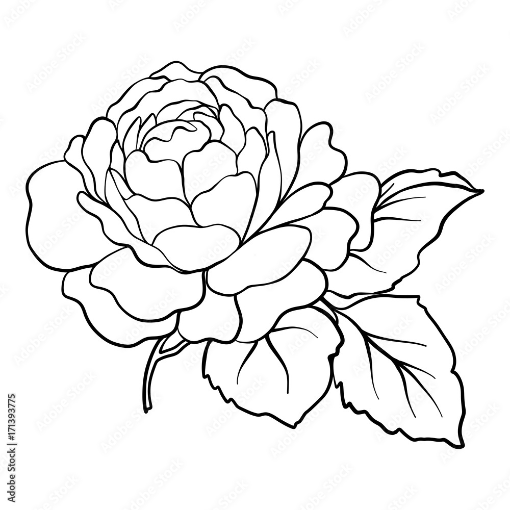 Isolated rose. Outline drawing. Stock vector illustration. Stock Vector ...