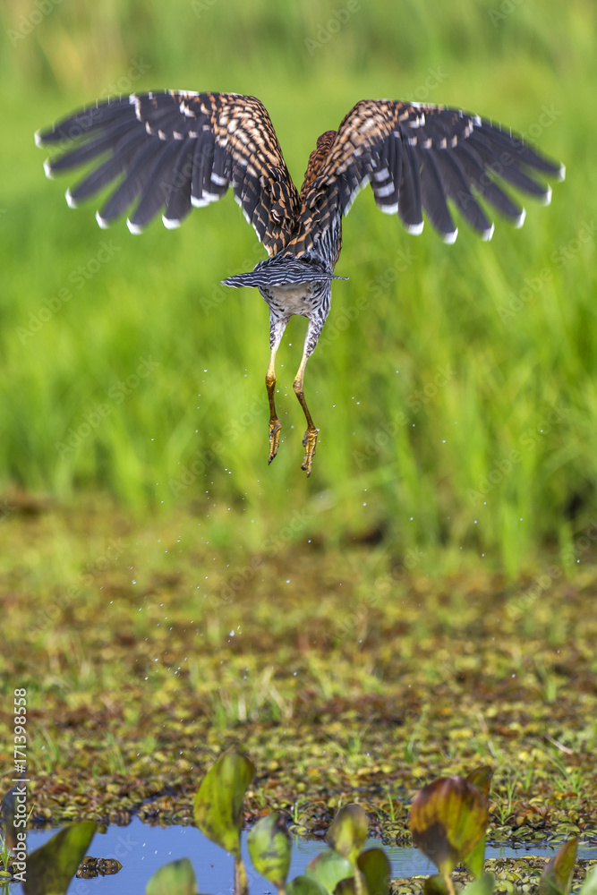 Socó-boi (Tigrisoma lineatum) | Rufescent Tiger-Heron photographed in ...