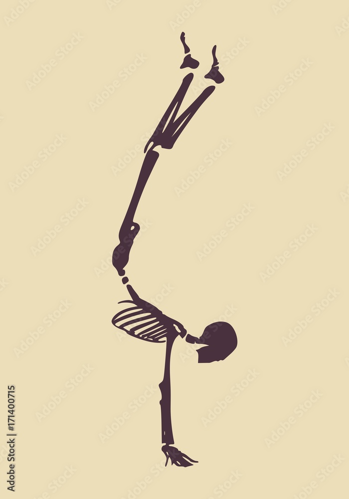 Human skeleton working out, doing handstand. Vector illustration ...