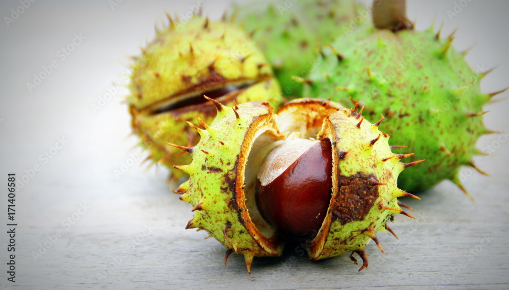 Foto Stock marron d'inde, et coque ,fruit d'automne | Adobe Stock