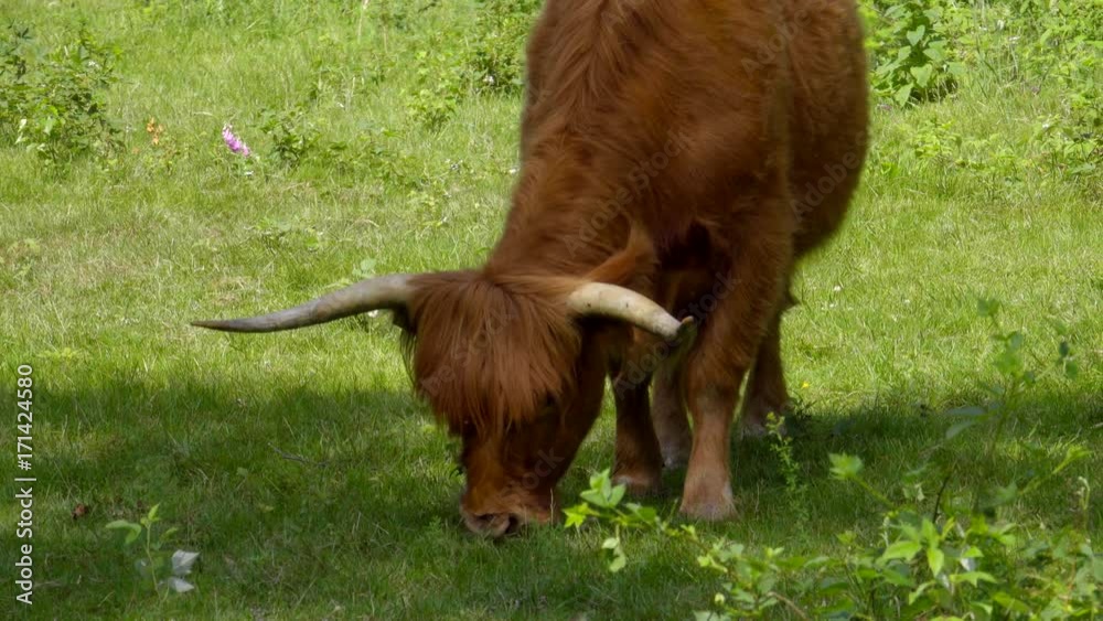 Schottische Hochlandrinder - highland rinder -grasen idyllisch in ...