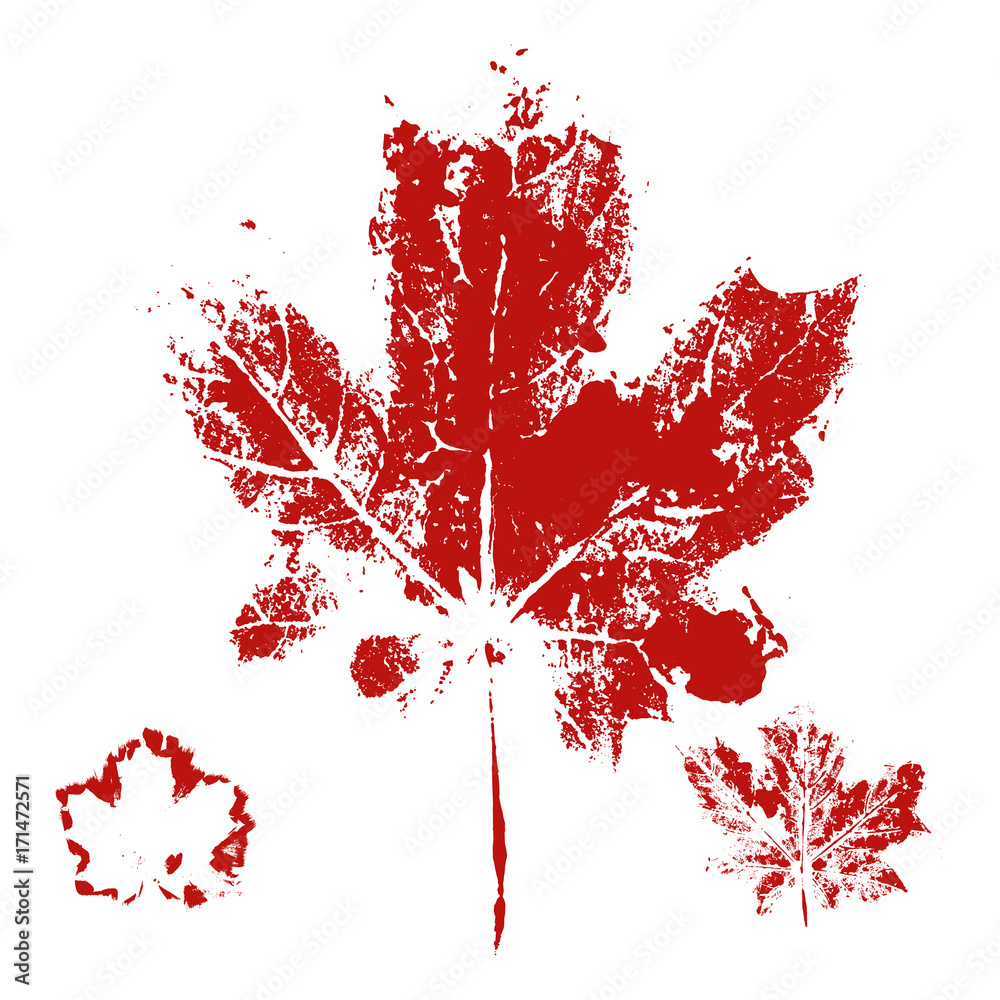 Vector design template. Ink splashes element from nature series. Maple ...