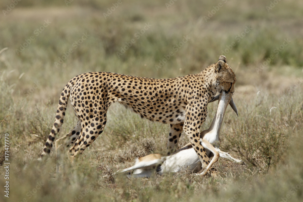 Cheetah with Prey Stock Photo | Adobe Stock