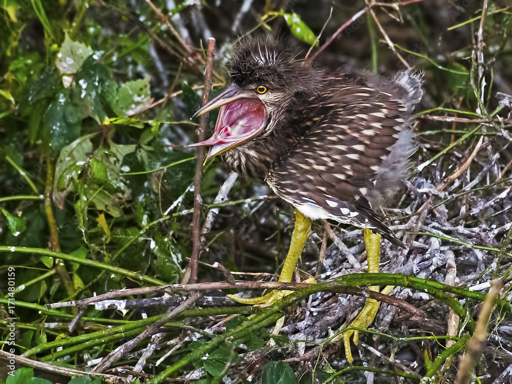 Juvenile Black-crowned Night Heron Stock Photo | Adobe Stock