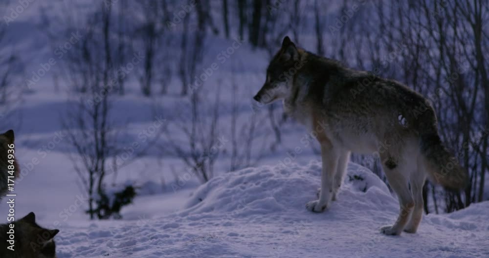 Wolf pack in beautiful winter forest at night Stock Video | Adobe Stock