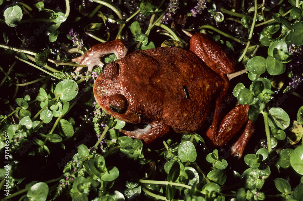 Crapaud rouge de Madagascar, Dyscophus antongilii, Madagascar Stock ...