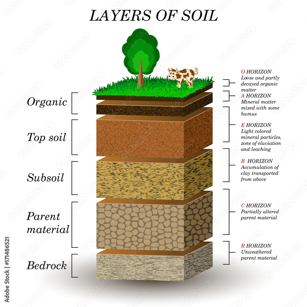 Layers of soil, education diagram. Mineral particles, sand, humus and ...