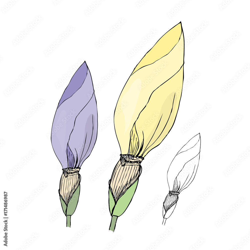 Hand drawn iris buds. Sketch, vector illustration. Stock Vector | Adobe ...