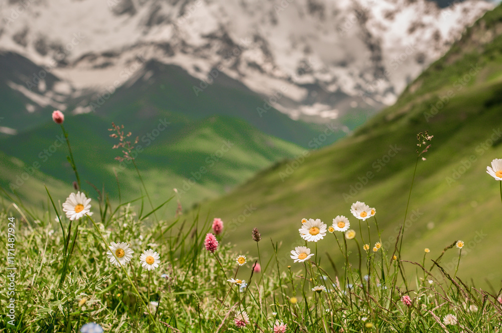 Beautiful mountain flowers in the background of high mountains Stock ...