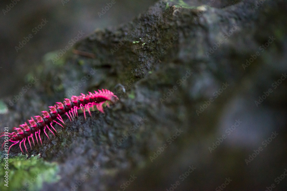 Pink Dragon Millipede