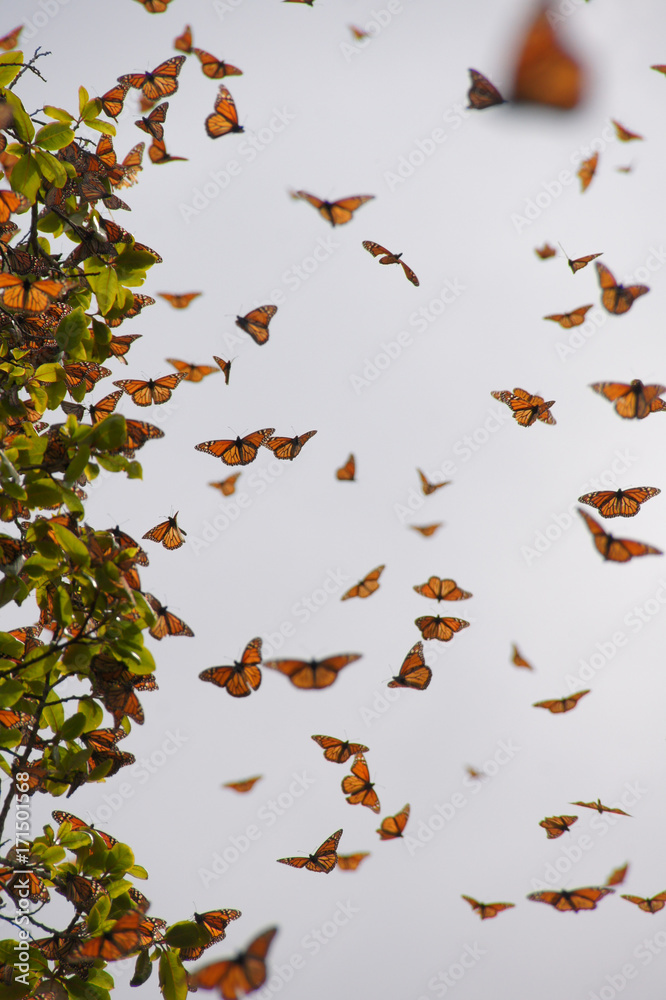 Swarm Of Butterflies