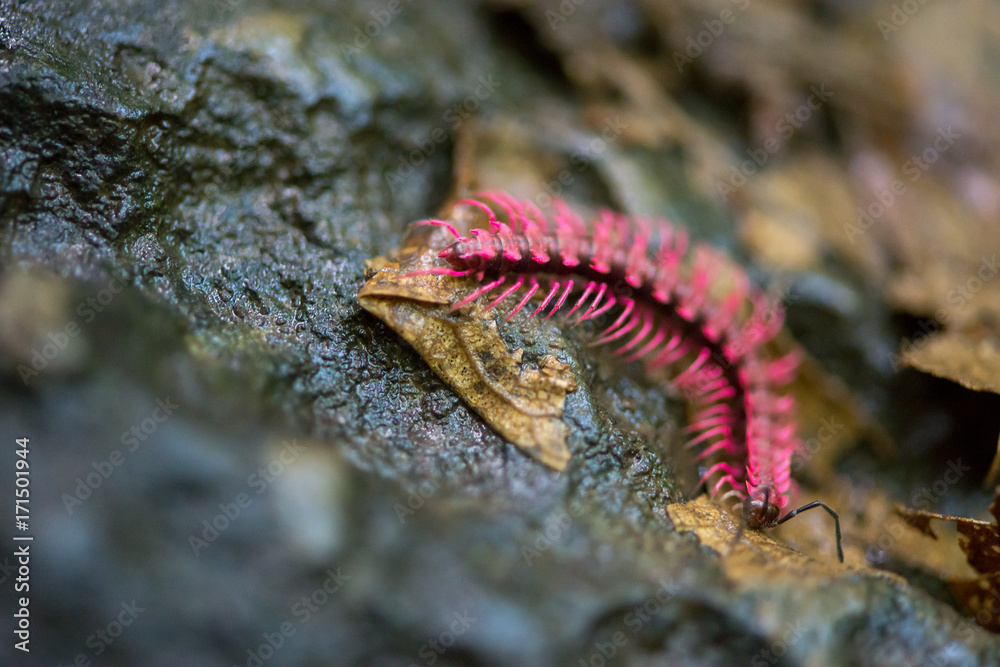 Pink Dragon Millipede
