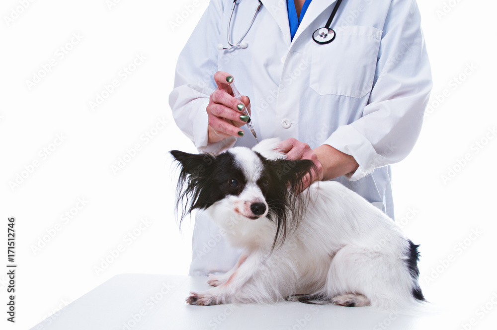 Veterinarian giving dog shot Stock Photo | Adobe Stock