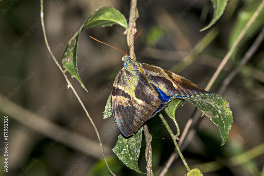Mariposa (Lepidoptera) | Moth photographed in Viana, Espírito Santo ...