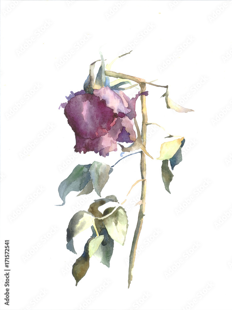 Watercolor illustration of wilted rose isolated on white background ...