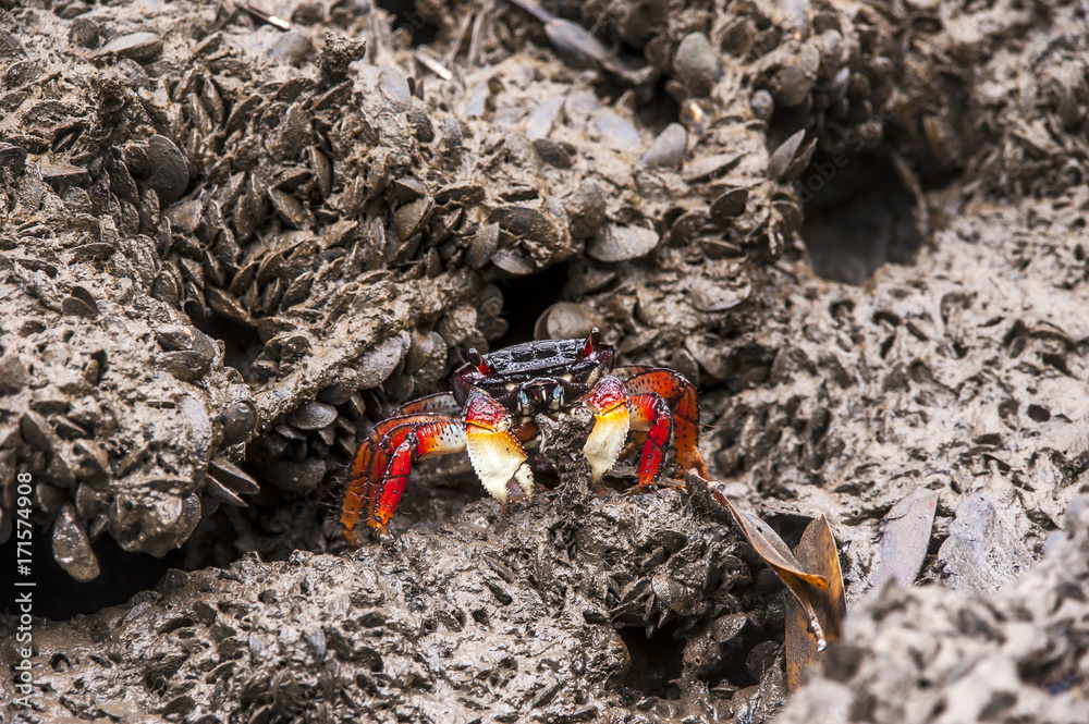 Aratu-vermelho (Goniopsis cruentata) | Mangrove root crab photographed ...
