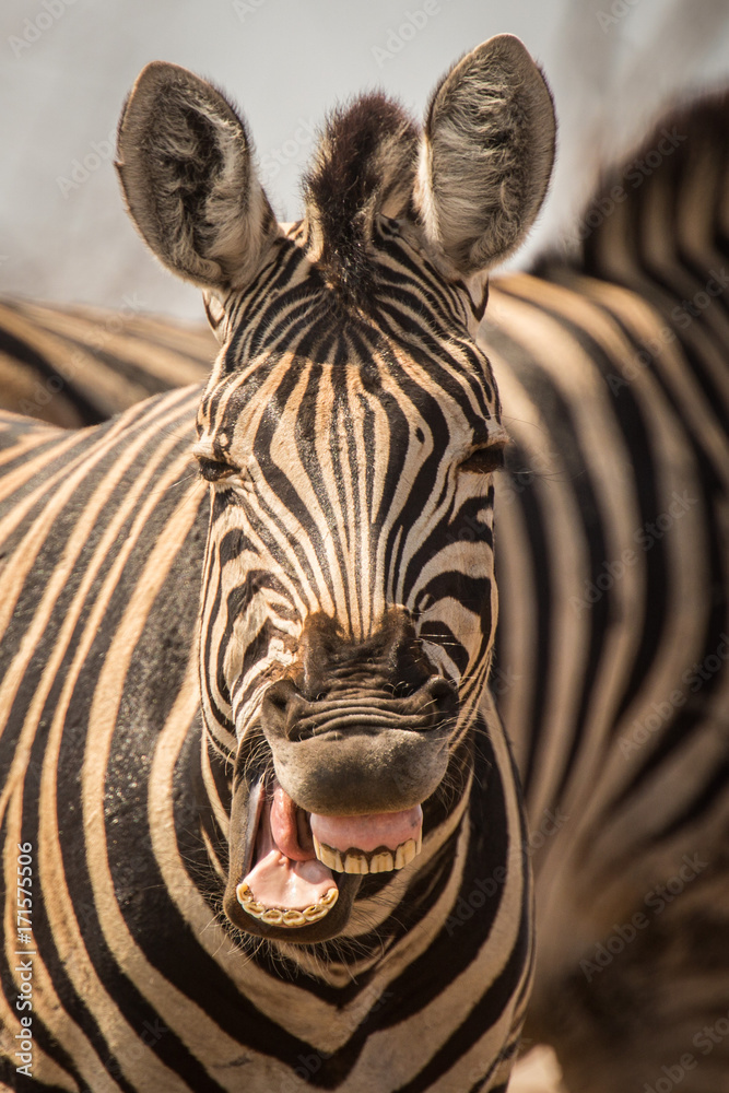 Funny Zebra Face