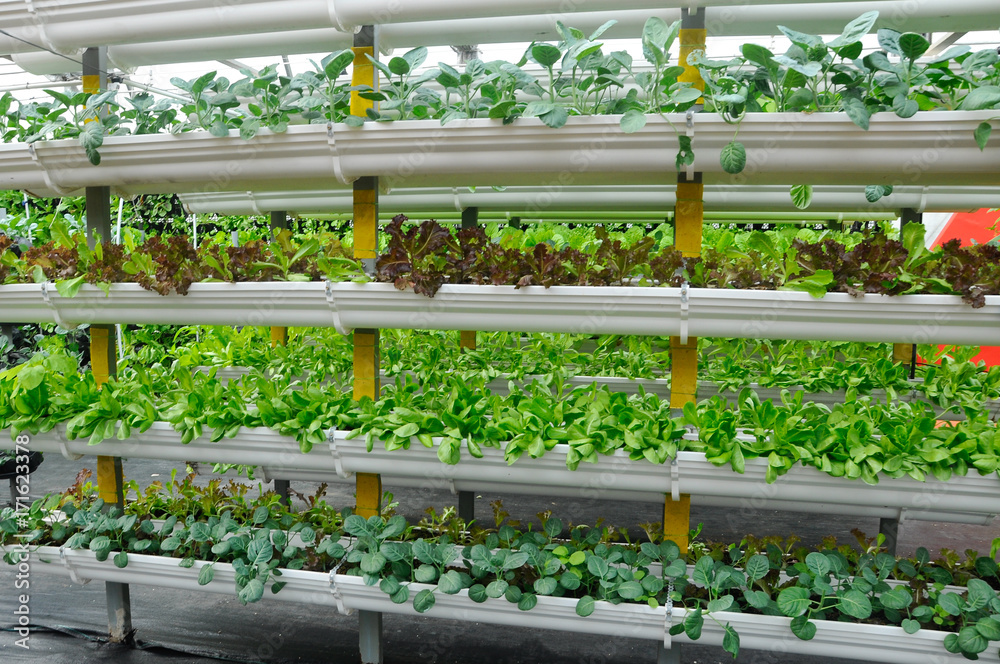 Vegetables are grown using fertigation system. Vegetables can be ...