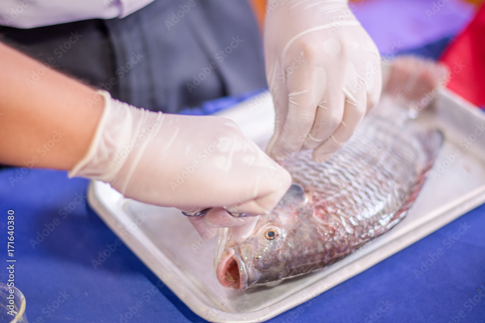 Scientist surgery fish for study or research freshwater fish , Disease ...