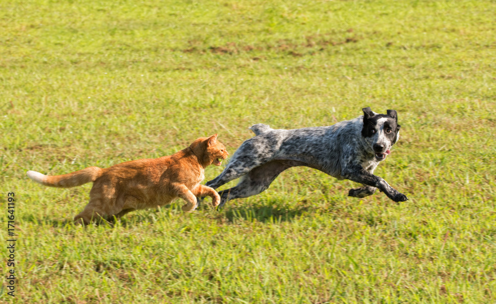 Ginger tabby cat chasing a young dog in high speed, with green grass ...