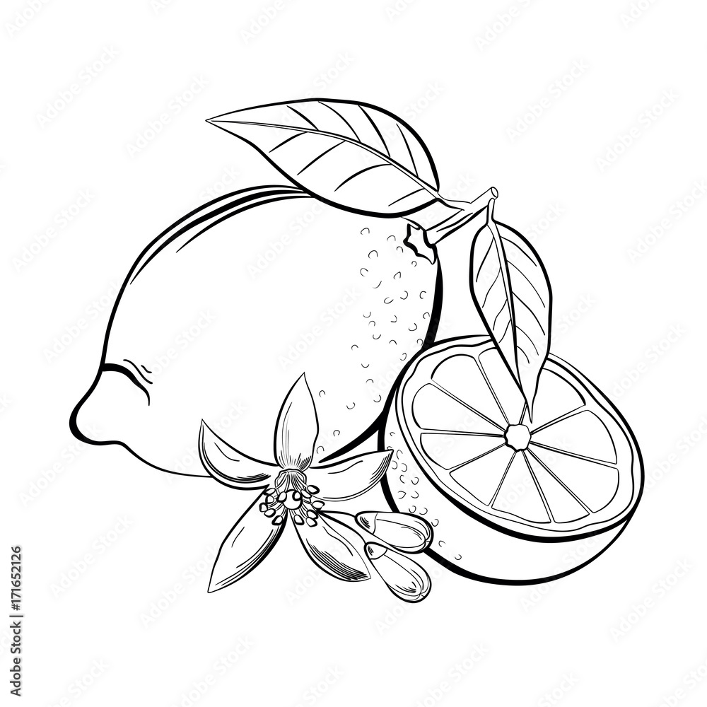 Lemon Pencil Drawing