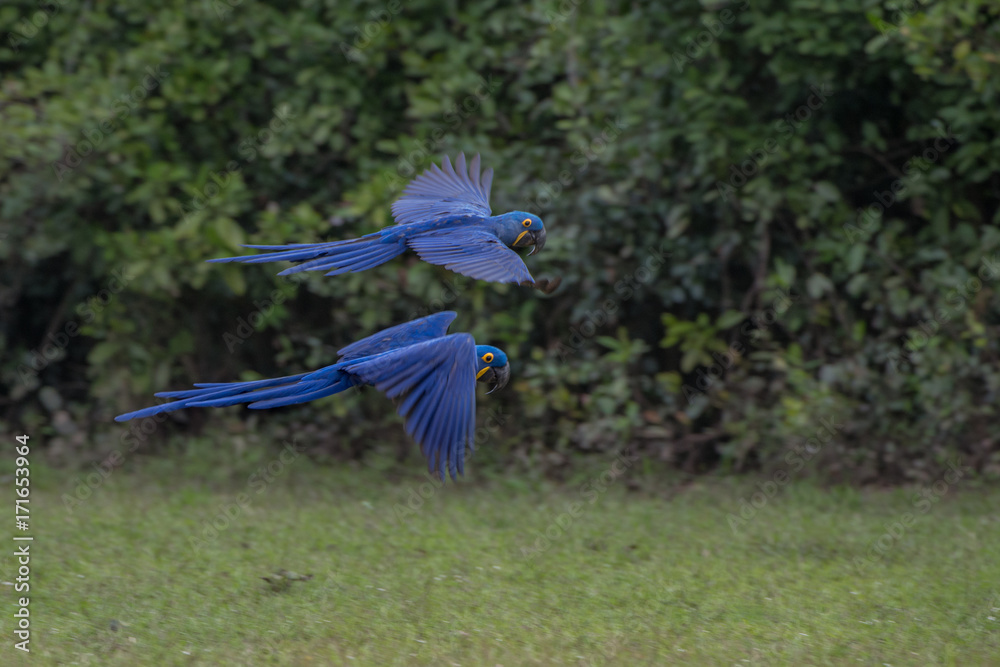 Hyacinth Macaw (Anodorhynchus hyacinthinus) lives in the biomes of the ...