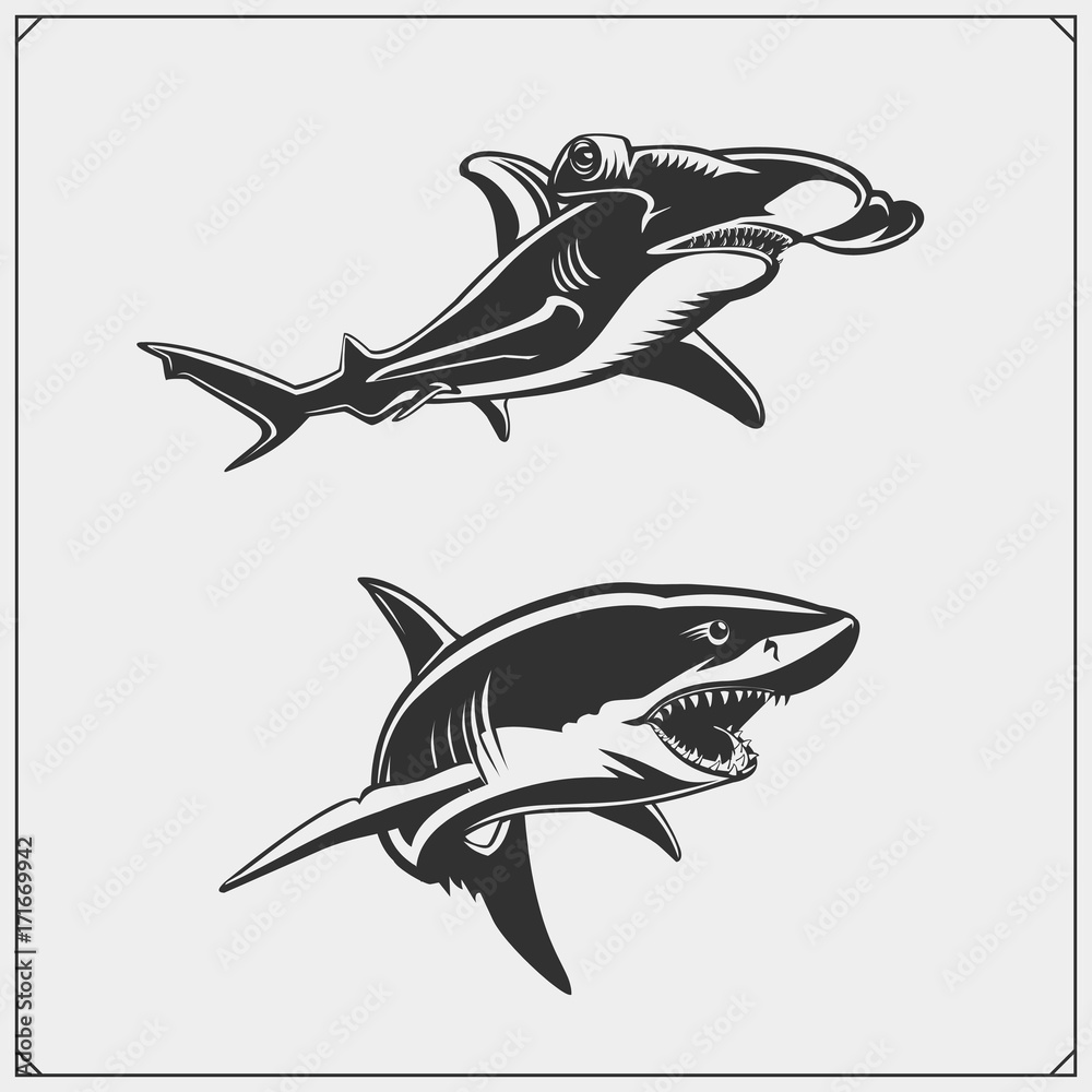 Vector illustration of White shark and Hammerhead shark. Stock Vector ...