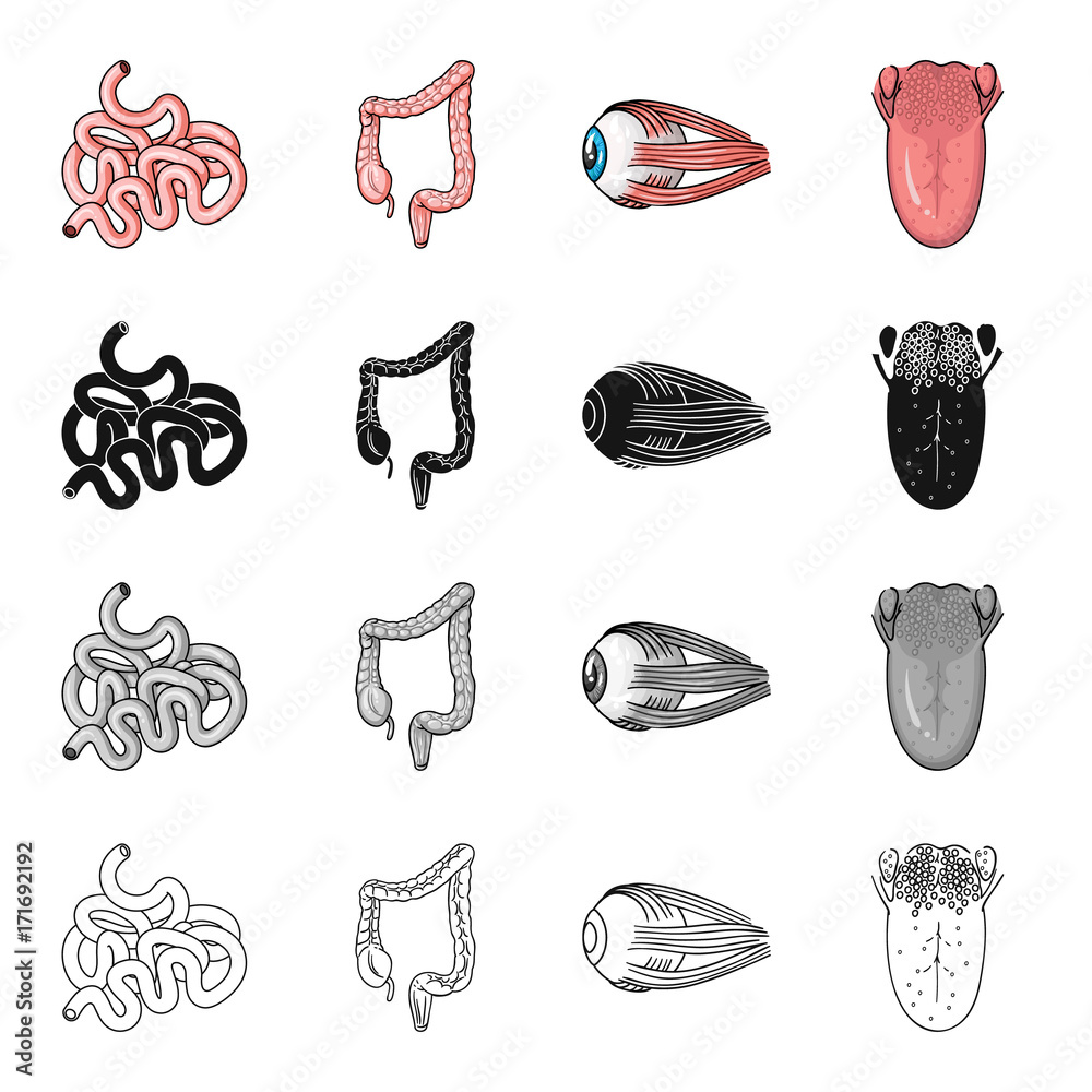 Intestine, internal organ, duodenum, human eye, tongue and tonsils ...