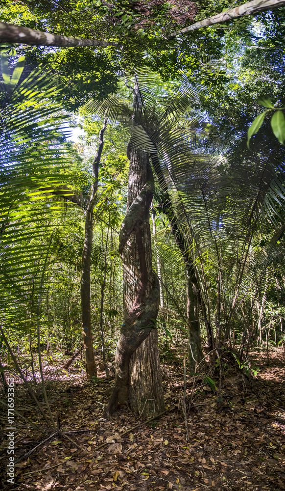 Inuíba-vermelha e Figueira-mata-pau (Lecythis lurida e Ficus ...