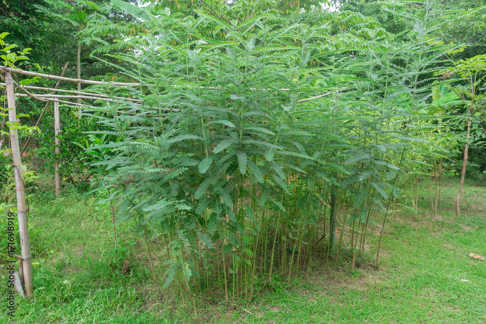 Sesbania Grandiflora Flowering Season | Best Flower Site