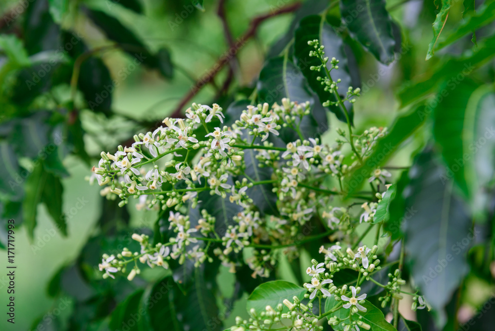 Neem Flower