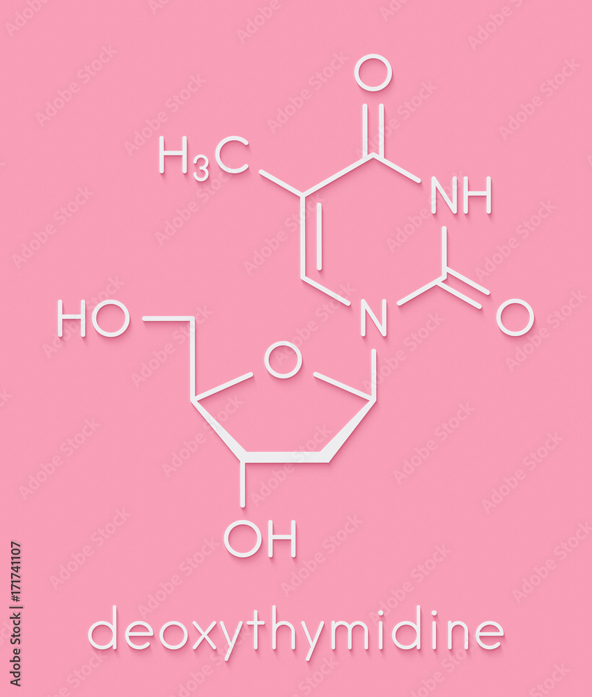 Thymidine (deoxythymidine) nucleoside molecule. DNA building block ...