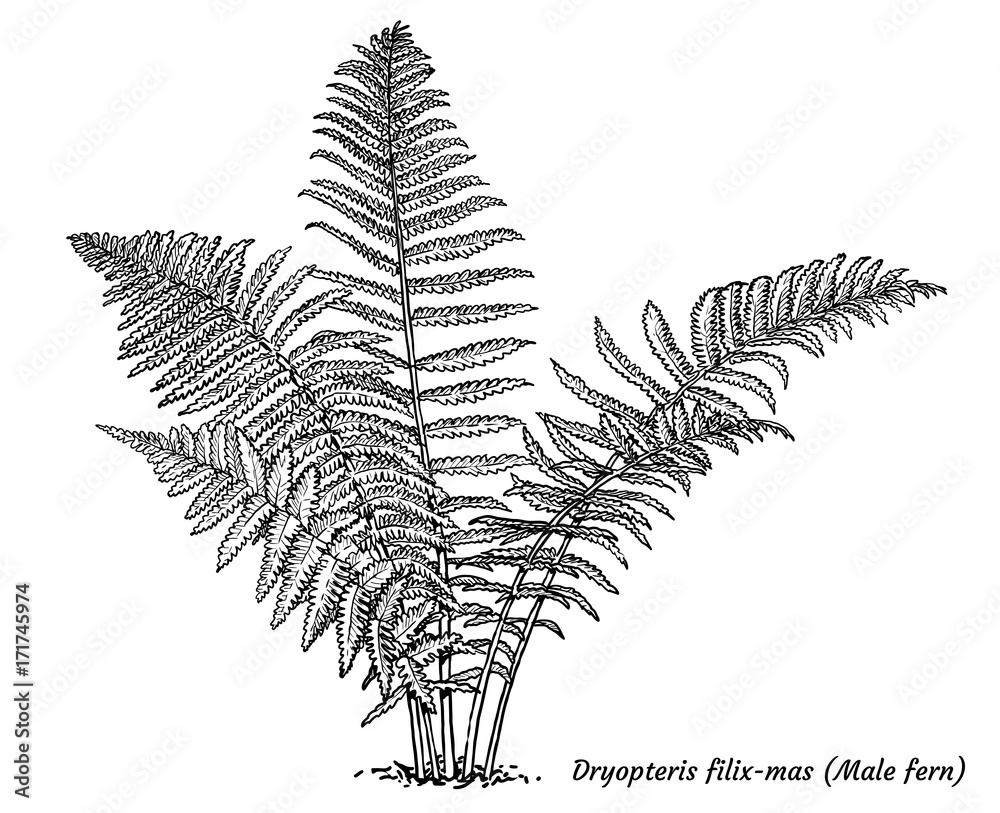Male fern illustration, drawing, engraving, ink, line art, vector Stock ...