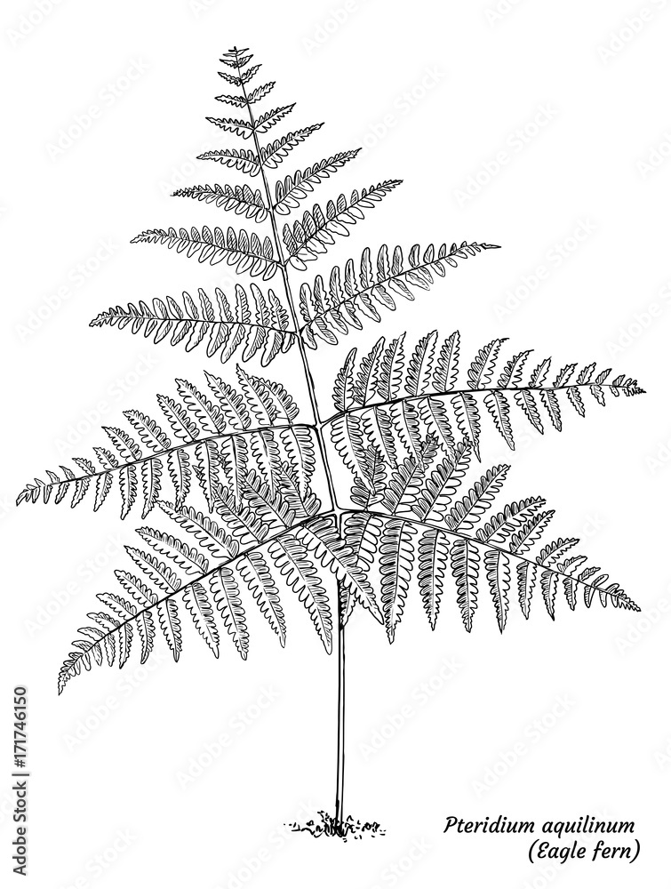 Eagle fern illustration, drawing, engraving, ink, line art, vector ...