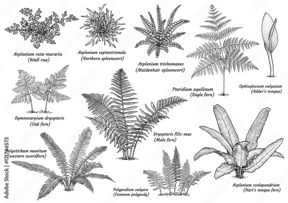 Fern collection illustration, drawing, engraving, ink, line art, vector ...