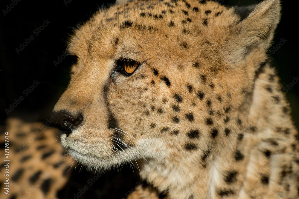 Cheetah rested, but the eyes still look victim. black tear-like streaks ...