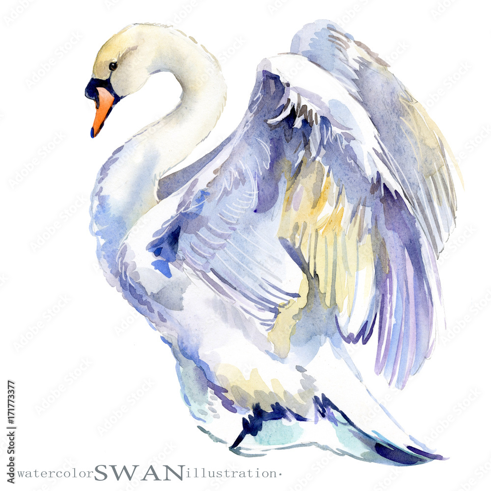 watercolor swan bird illustration. Stock Illustration | Adobe Stock