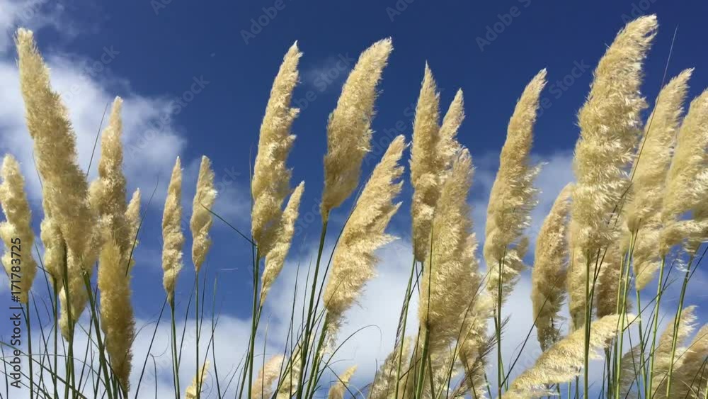 4K HD video of a clump of pampas grass blowing in the breeze on a ...
