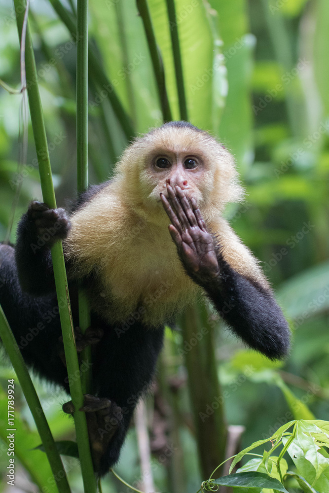 Poster wild Capuchin (howler) monkey with hand over mouth holding onto ...