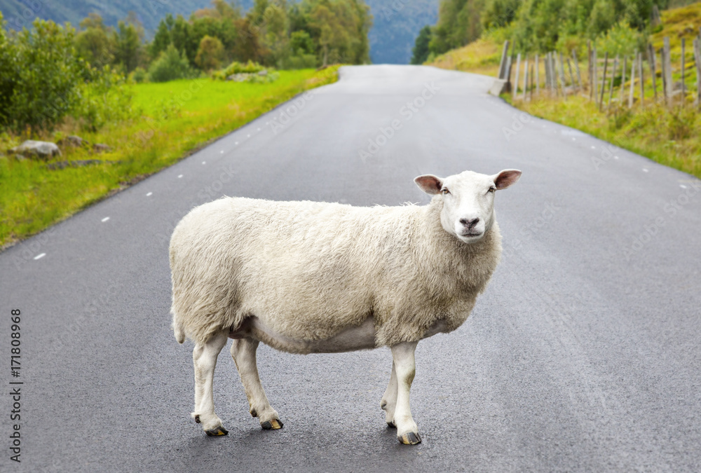 Schaf Stock Photo | Adobe Stock