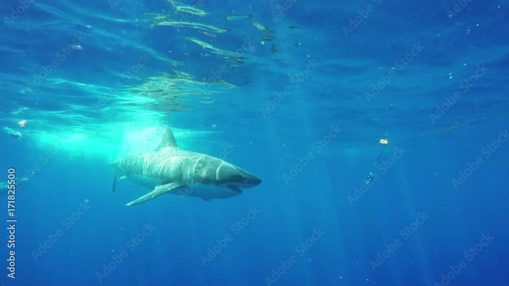 Great white shark chases bait, cage diving POV Stock Video | Adobe Stock