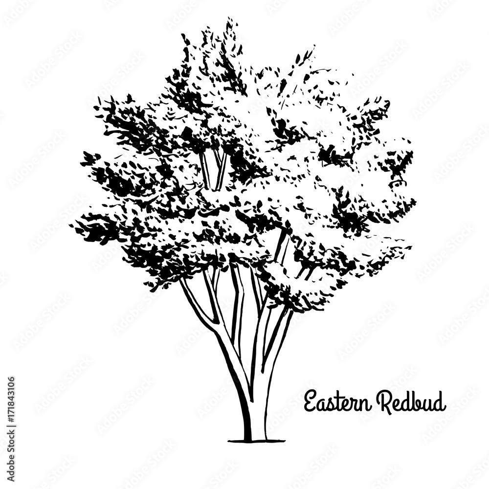 Vector sketch illustration of Eastern Redbud. Black silhouette of plant ...