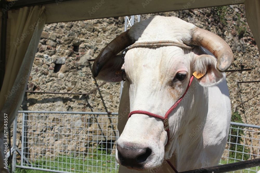 Chianina Oxen