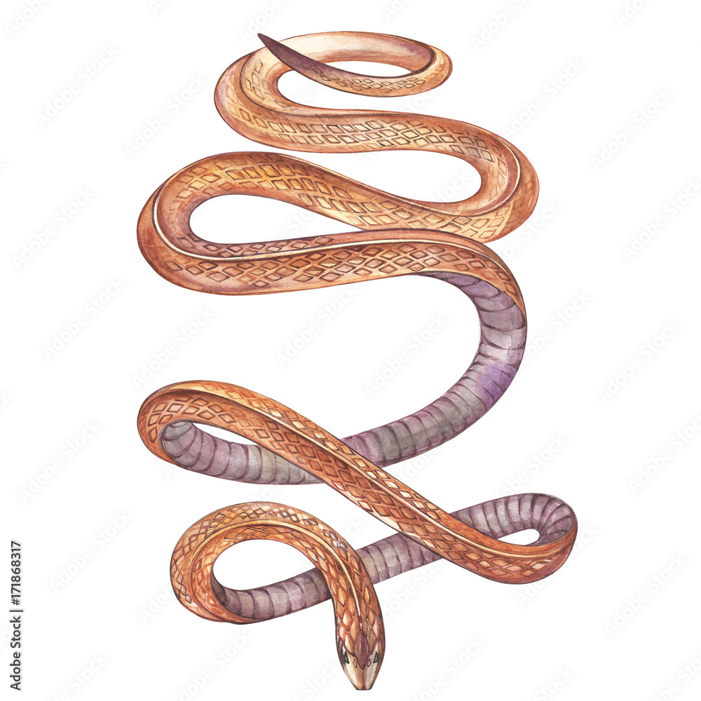 Set of hand drawn watercolor illustration with a snake. Element for ...