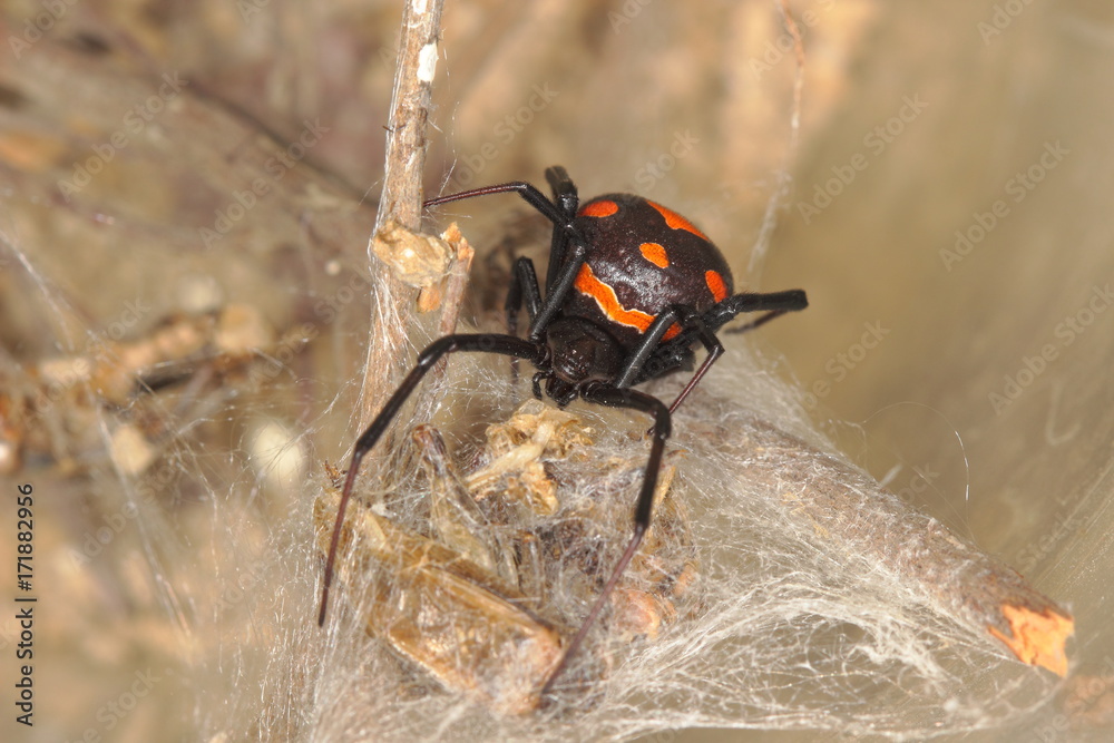 close-up of an european black widow Latrodectus. Stock Photo | Adobe Stock