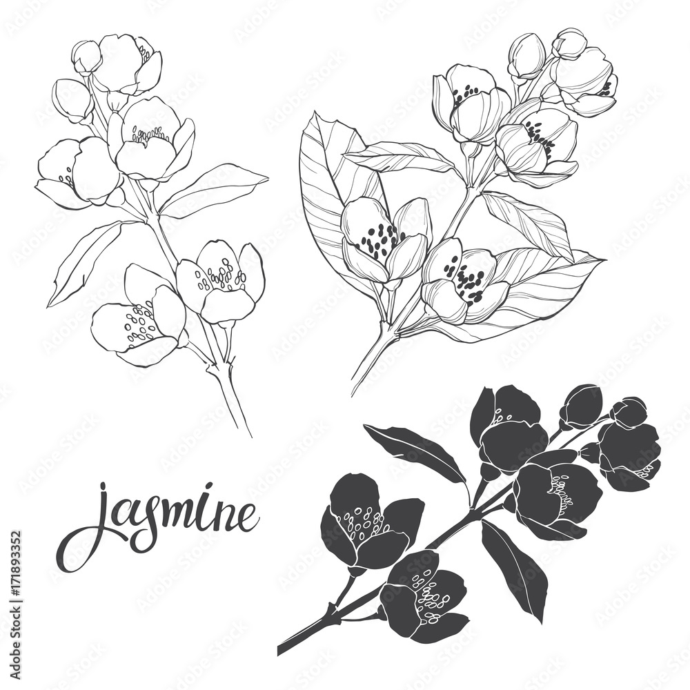 Jasmine. Three isolated vector floral elements for design. Black ...
