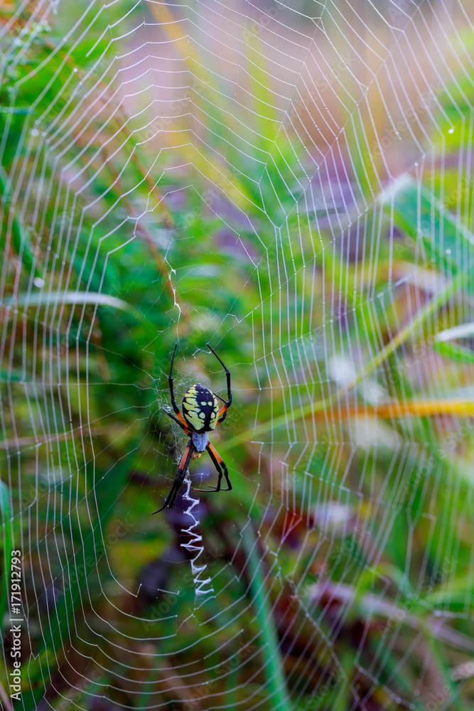 Spider garden-spider Araneus type of spider araneomorphae from the ...